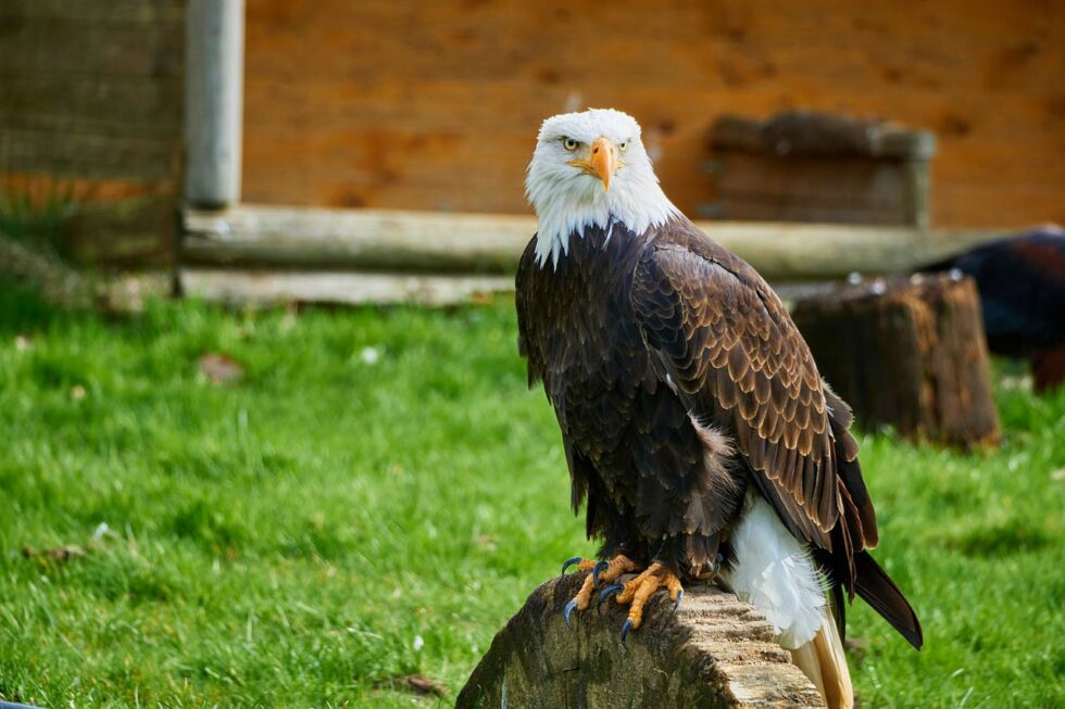#32 K.E.C.K Impulsgeschichte vom Adler, der glaubte ein Huhn zu sein ...